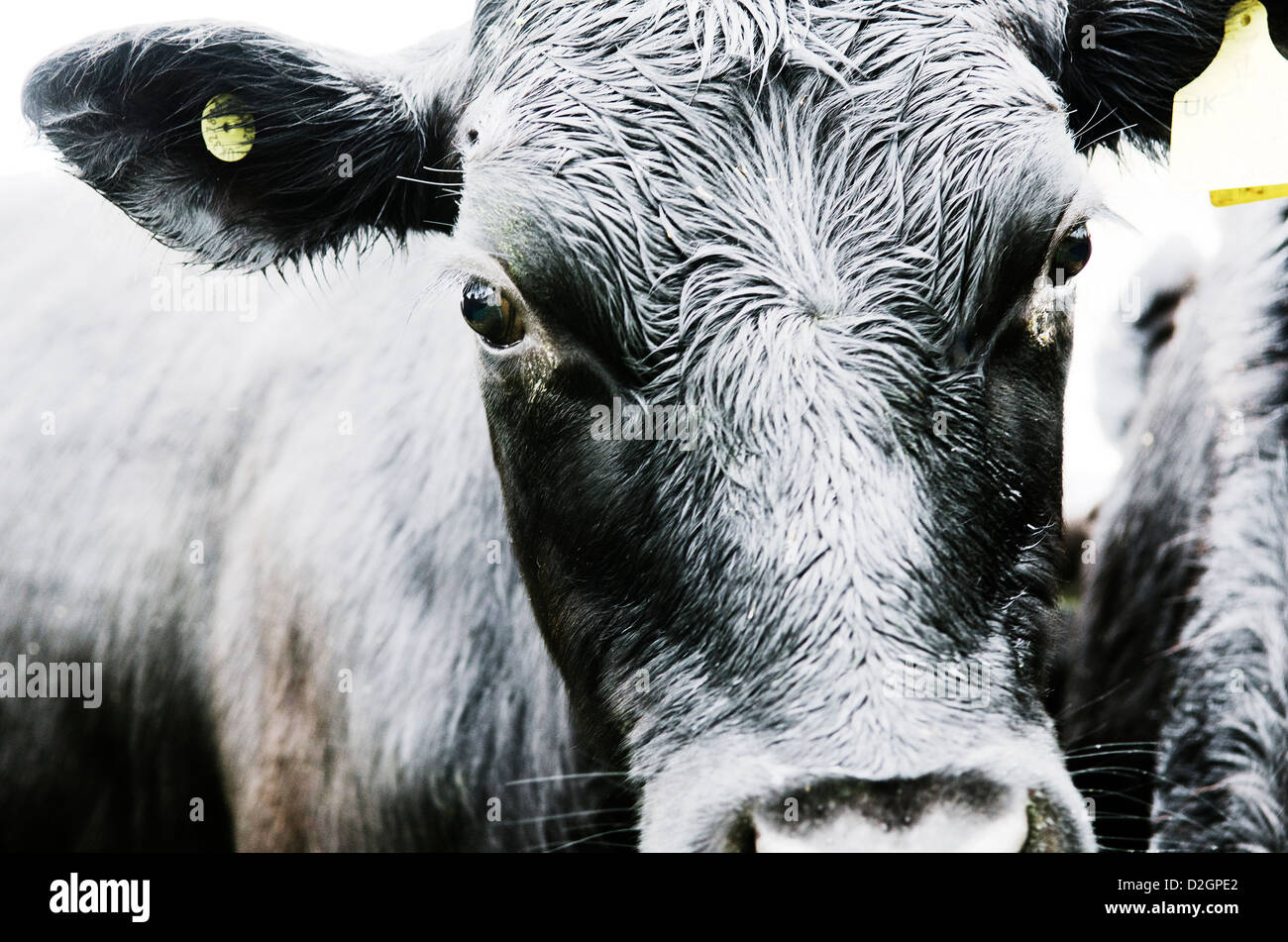 Cow face hi-res stock photography and images - Alamy