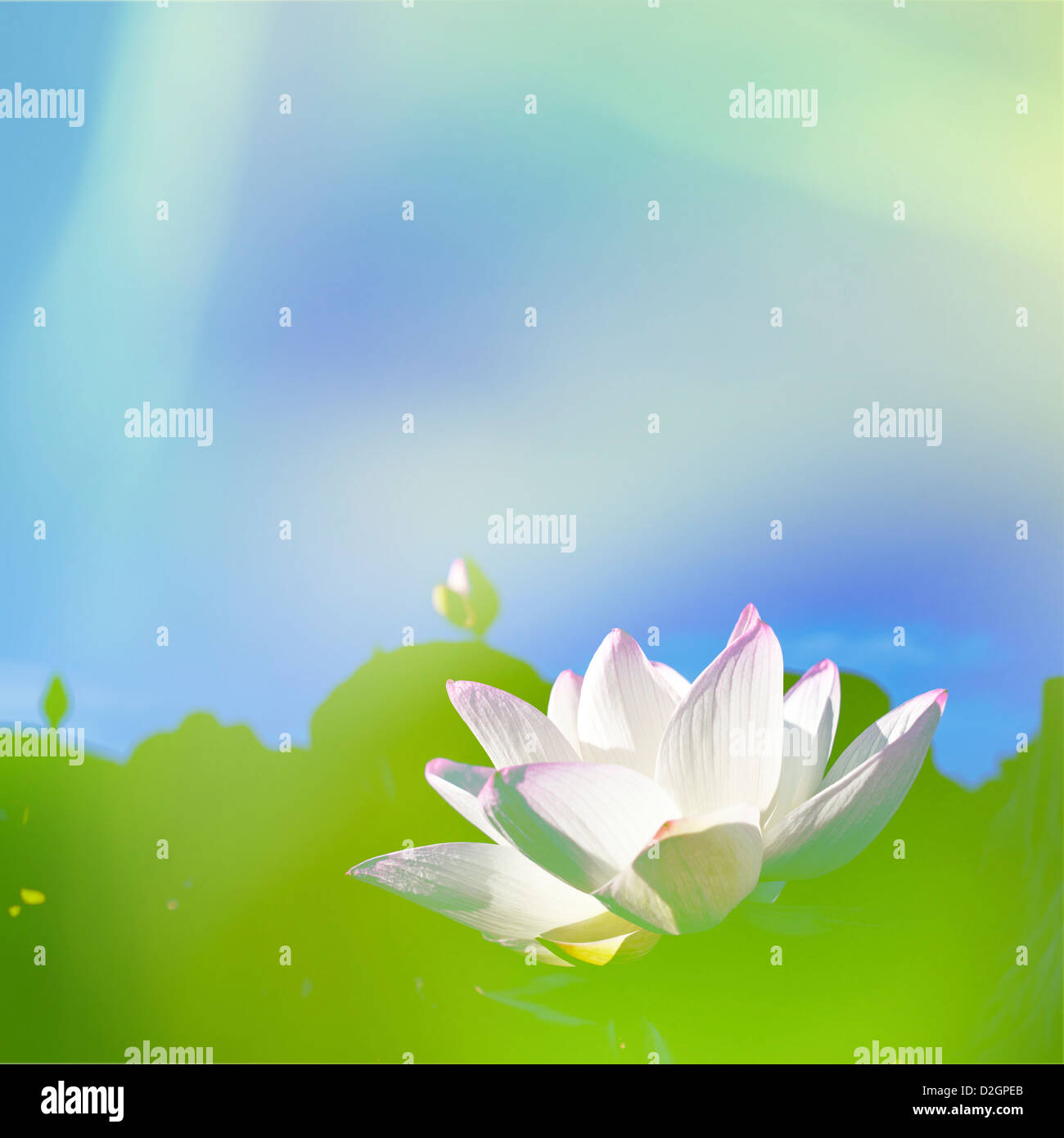 Beautiful Lotus with nice background color for adv or others purpose ...