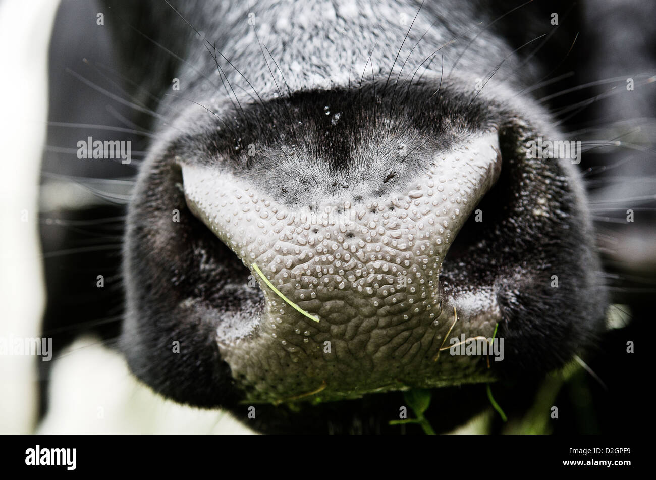 Beef cow face hi-res stock photography and images - Alamy