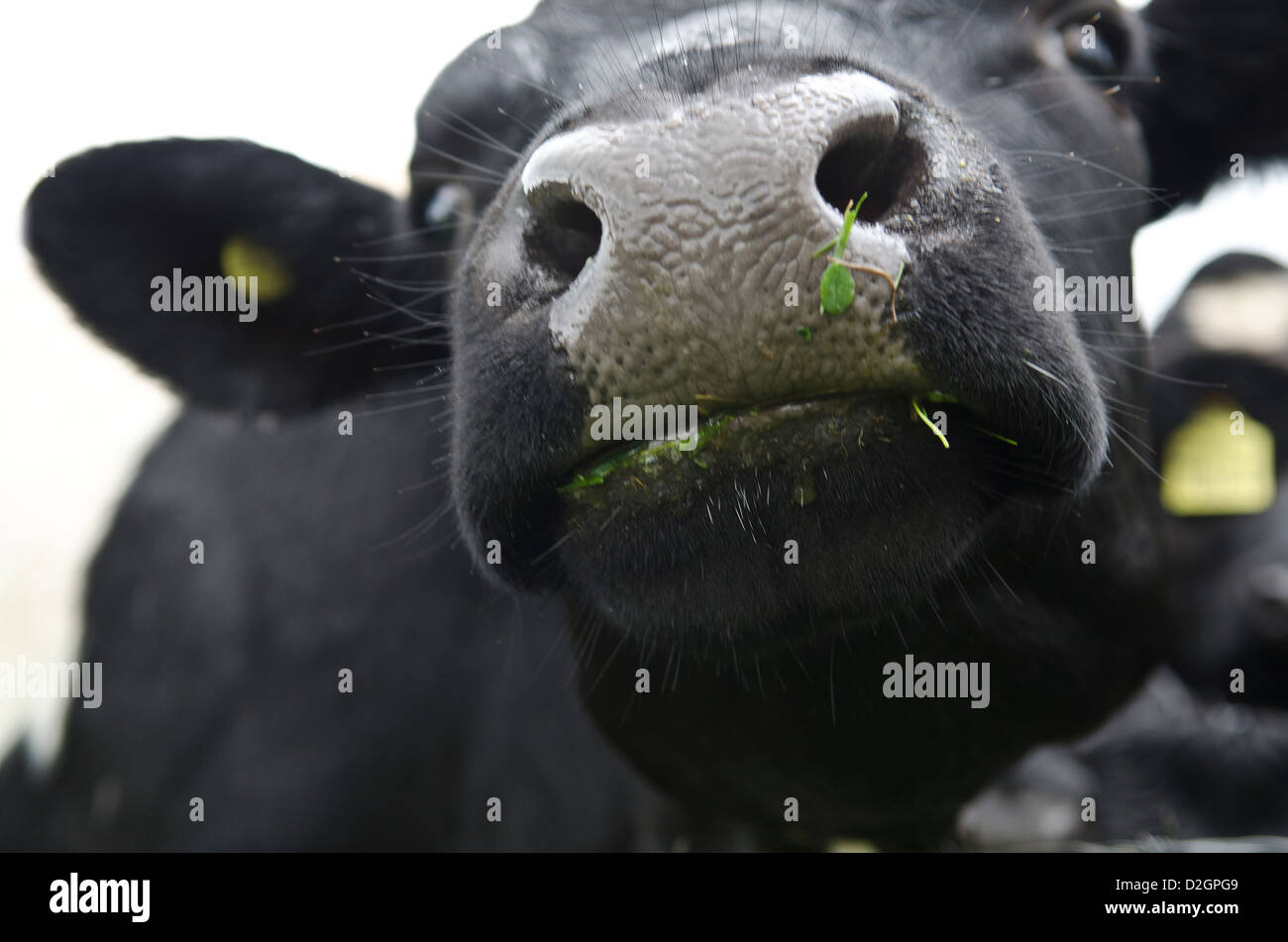 Cow face hi-res stock photography and images - Alamy