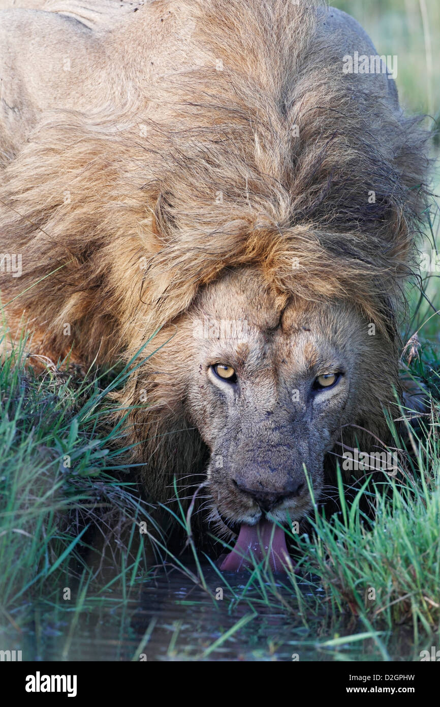 Dominant Masai Mara lion, portrait. Kenya. drinking, low angle Stock ...
