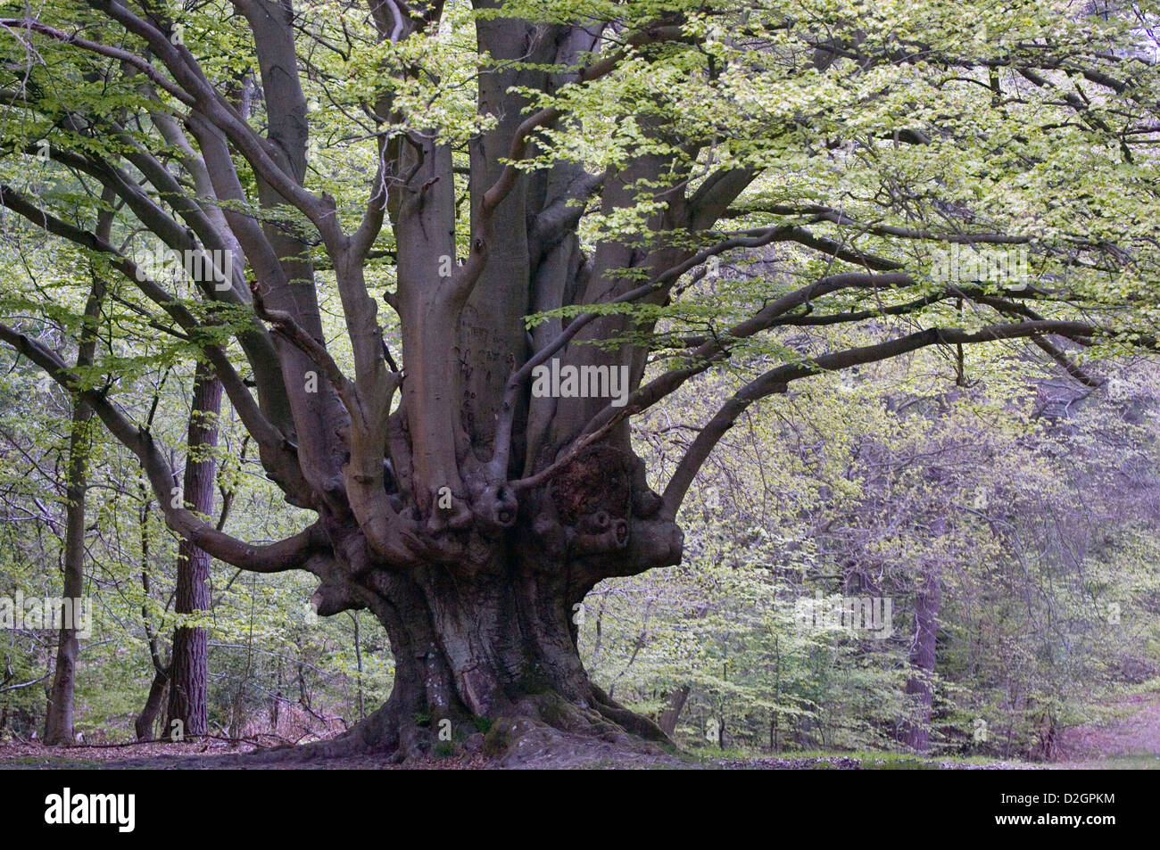 An old tree in the English countryside in the middle of a forest Stock ...