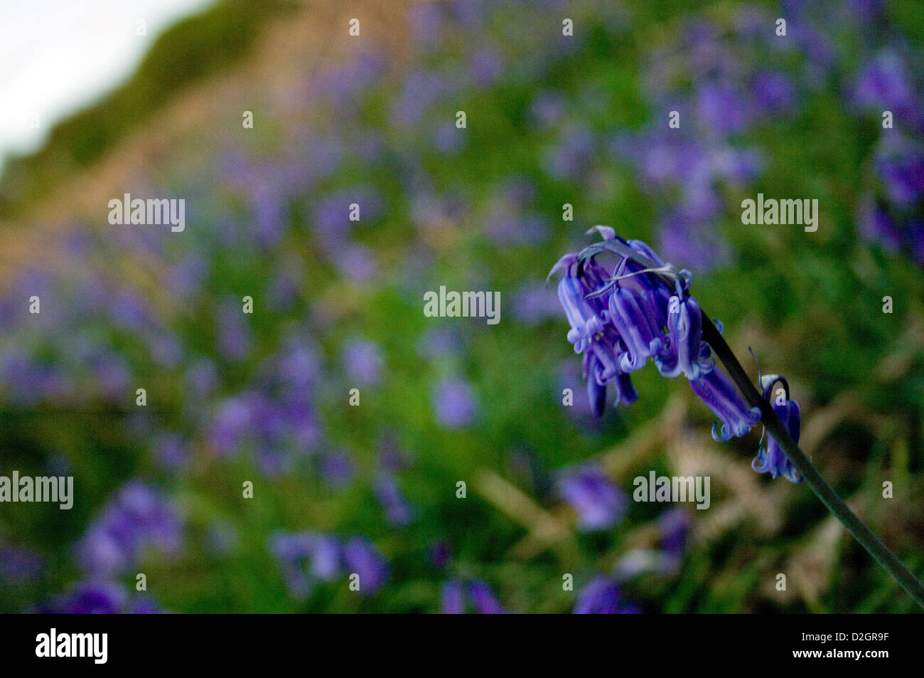 A field of purple bluebell flowers flowering in Spring in England Stock ...
