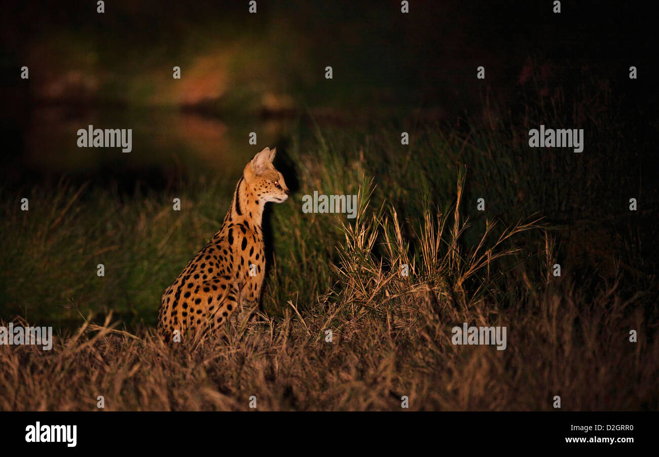 Serval cat hi-res stock photography and images - Alamy