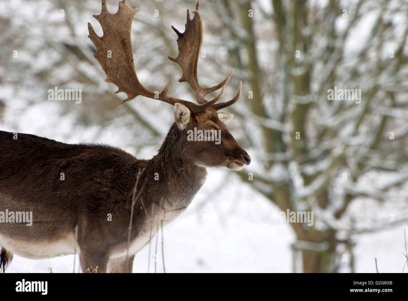 Fallow deer in snow Stock Photo - Alamy