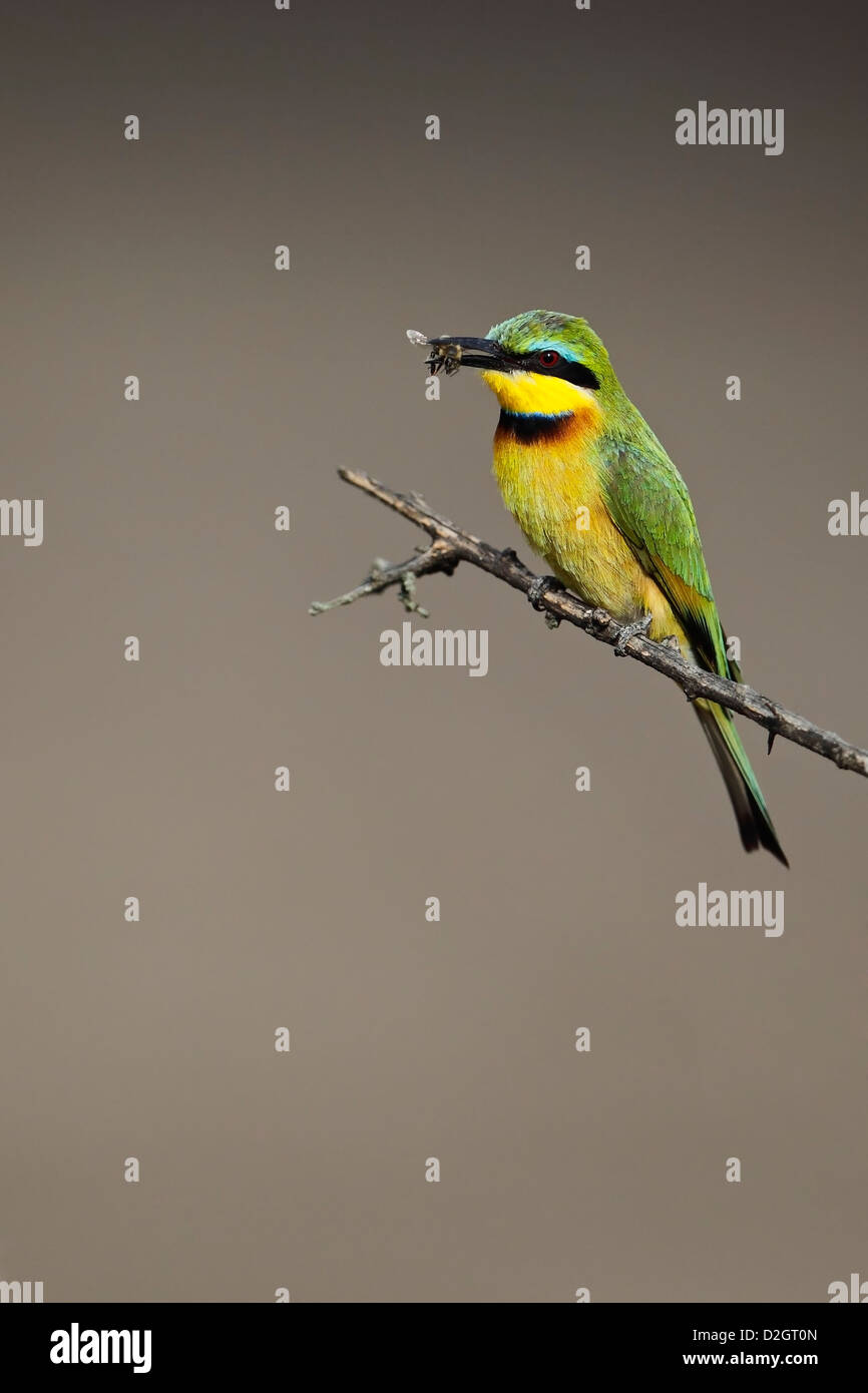 Little Bee-eater with bee insect sitting on branch, Masai Mara Game ...