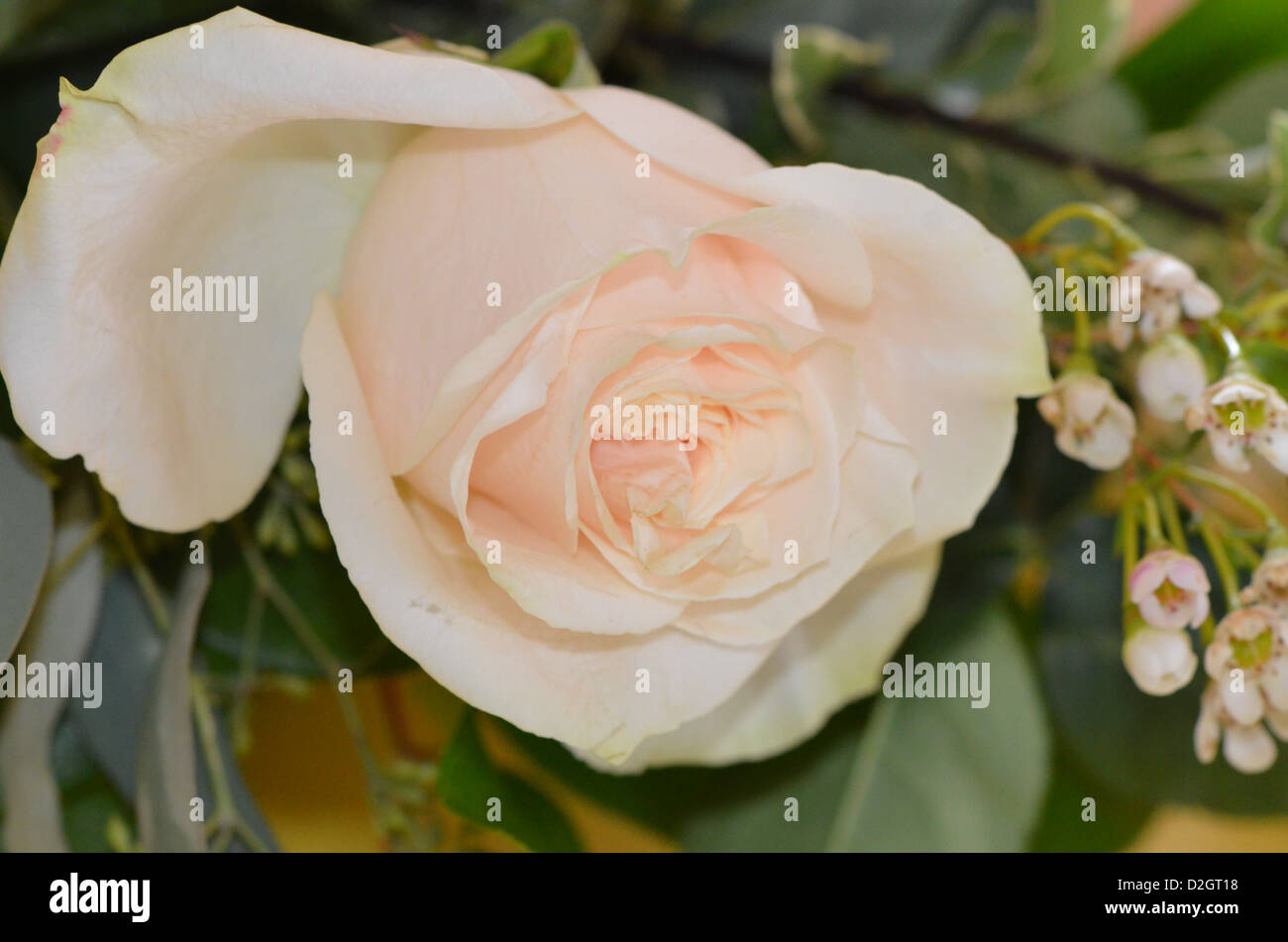 Drooping rose hi-res stock photography and images - Alamy