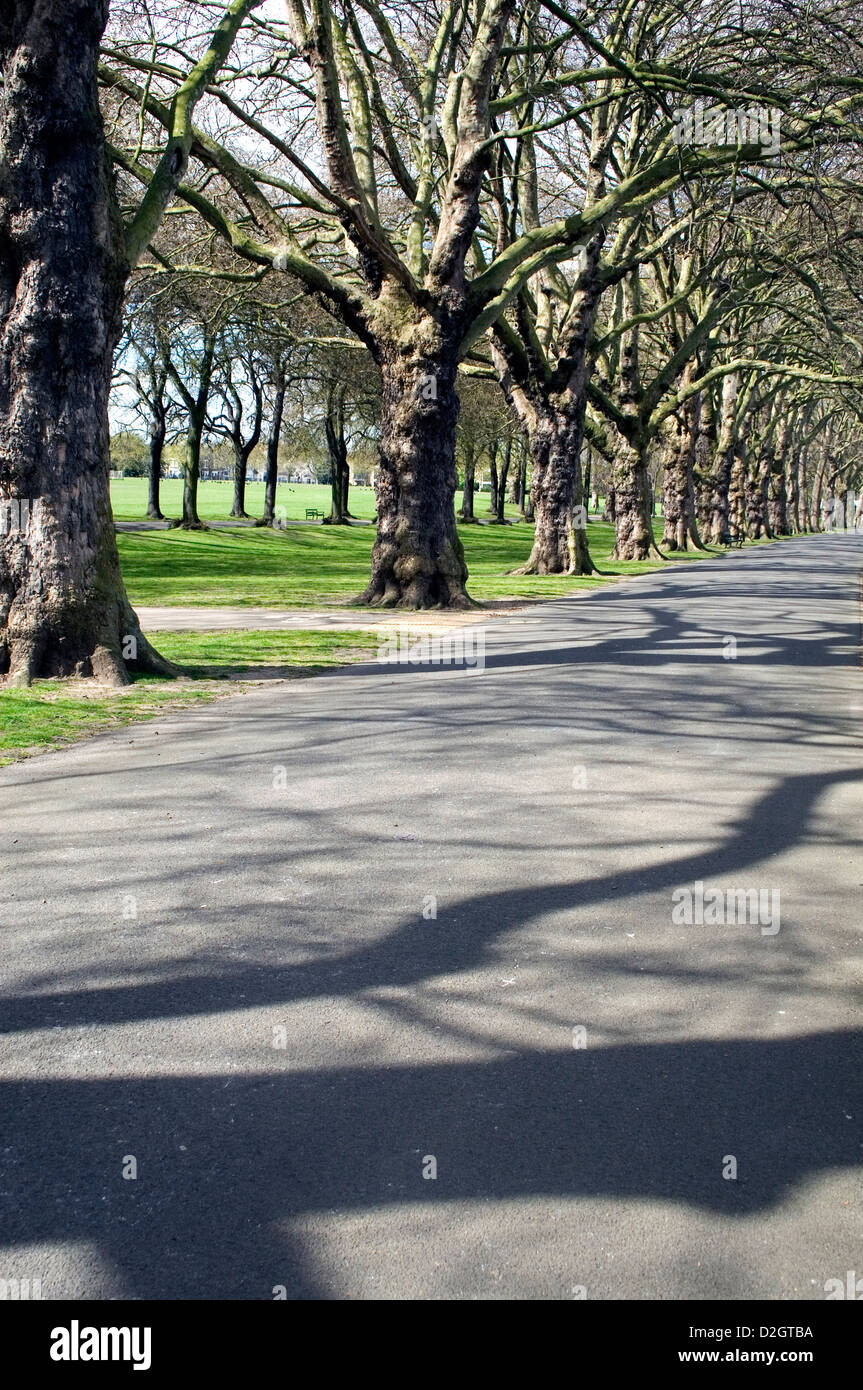 An avenue of trees planted in a public park in central London cast ...