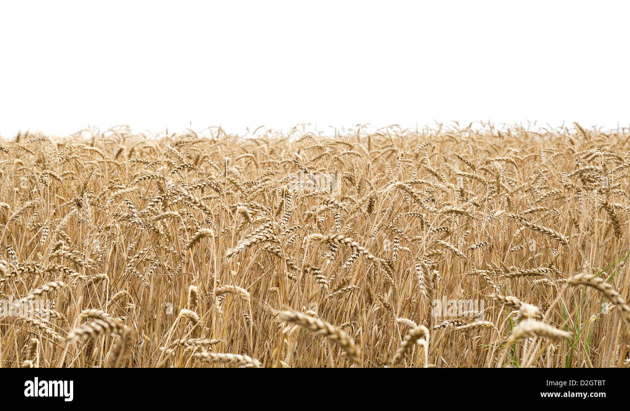 Closeup view of a wheat field and white background on the top Stock ...