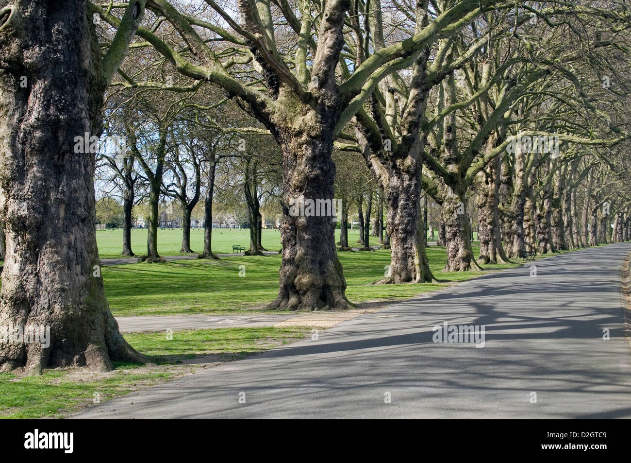 A tree lined walkway along the river Thames in central London Stock ...