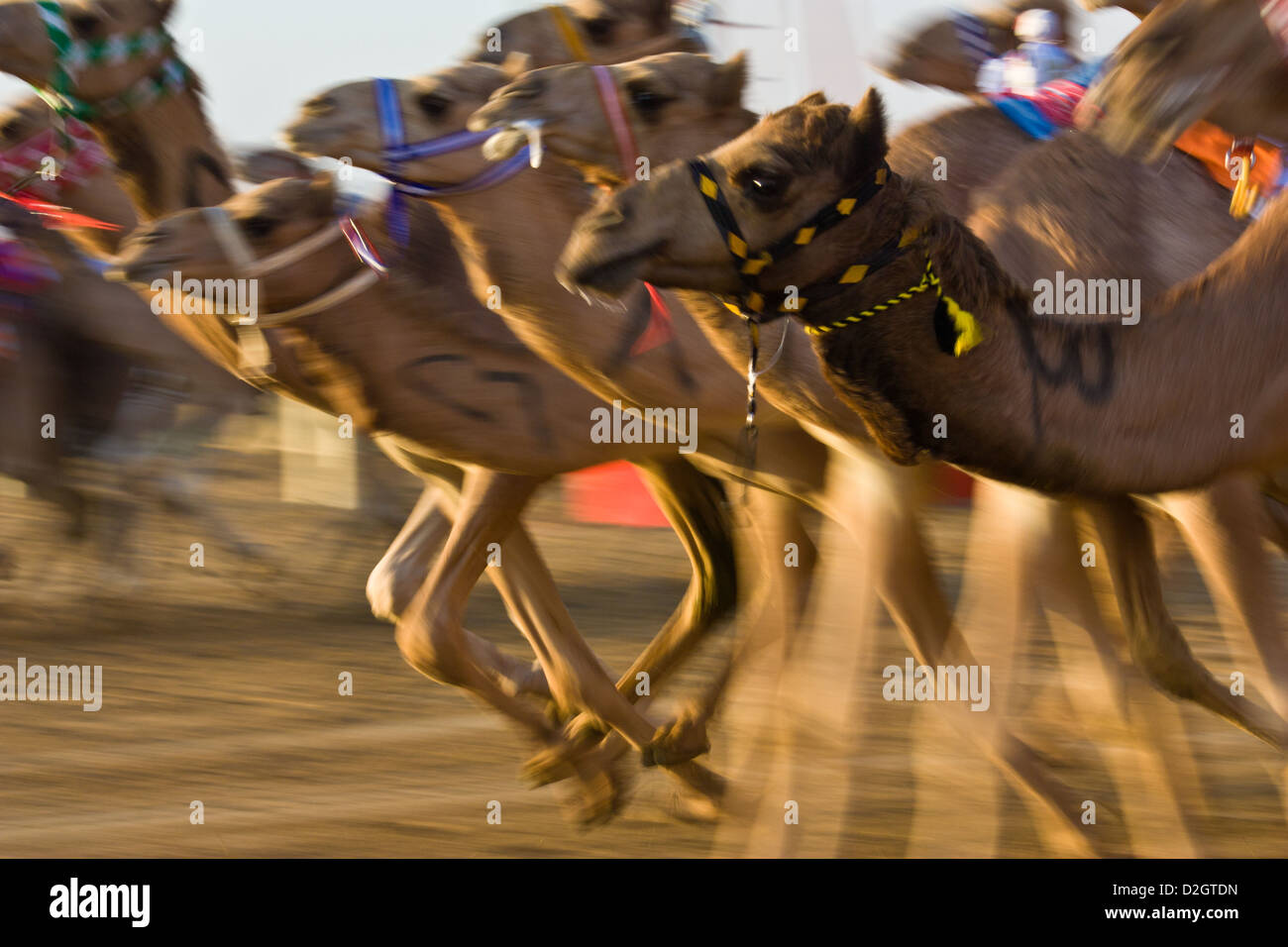 Camel racing hi-res stock photography and images - Alamy