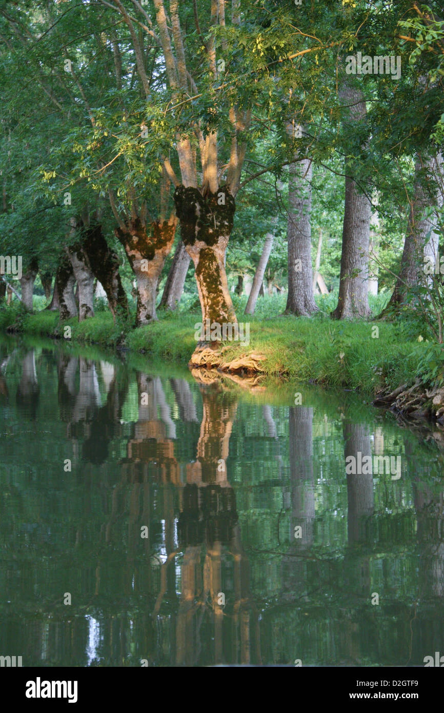 The evening sun highlights one tree trunk in a line of reflected trees ...