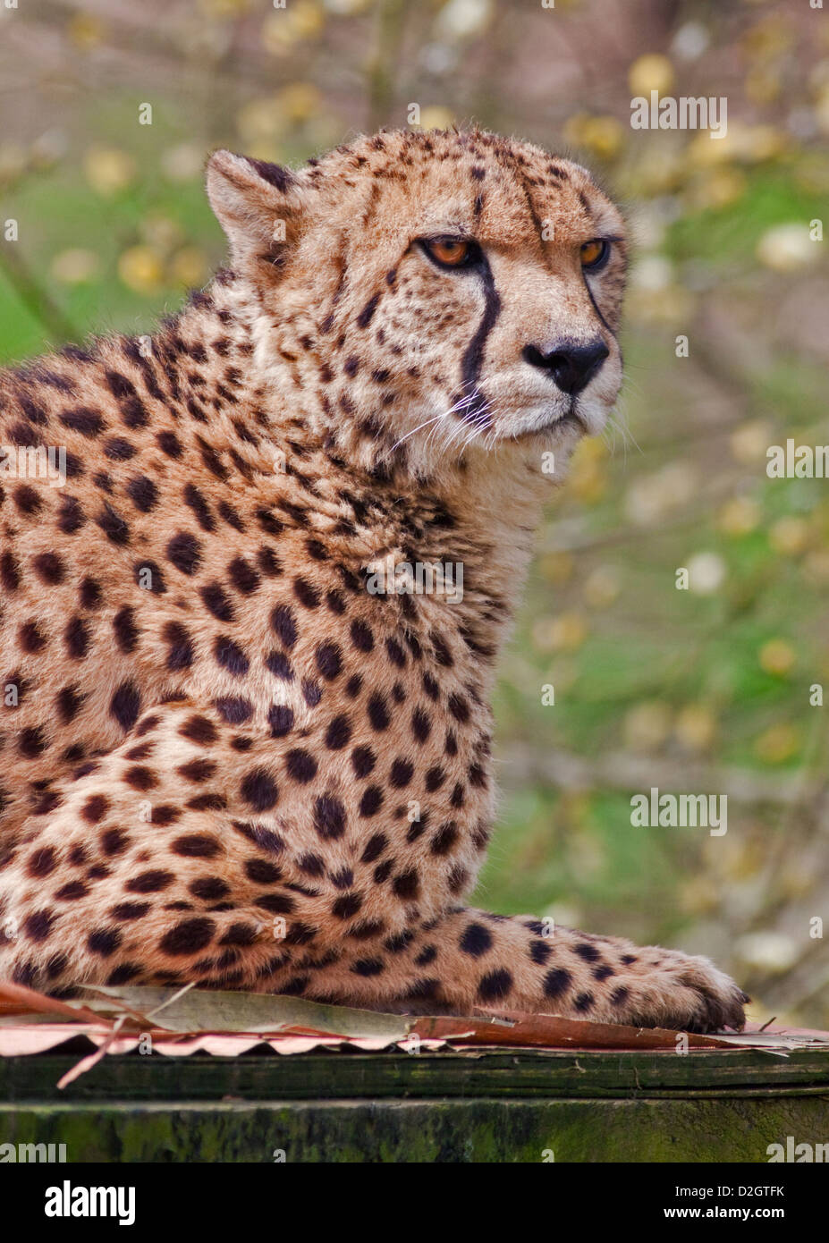 Cheetah (acinonyx jubatus Stock Photo - Alamy