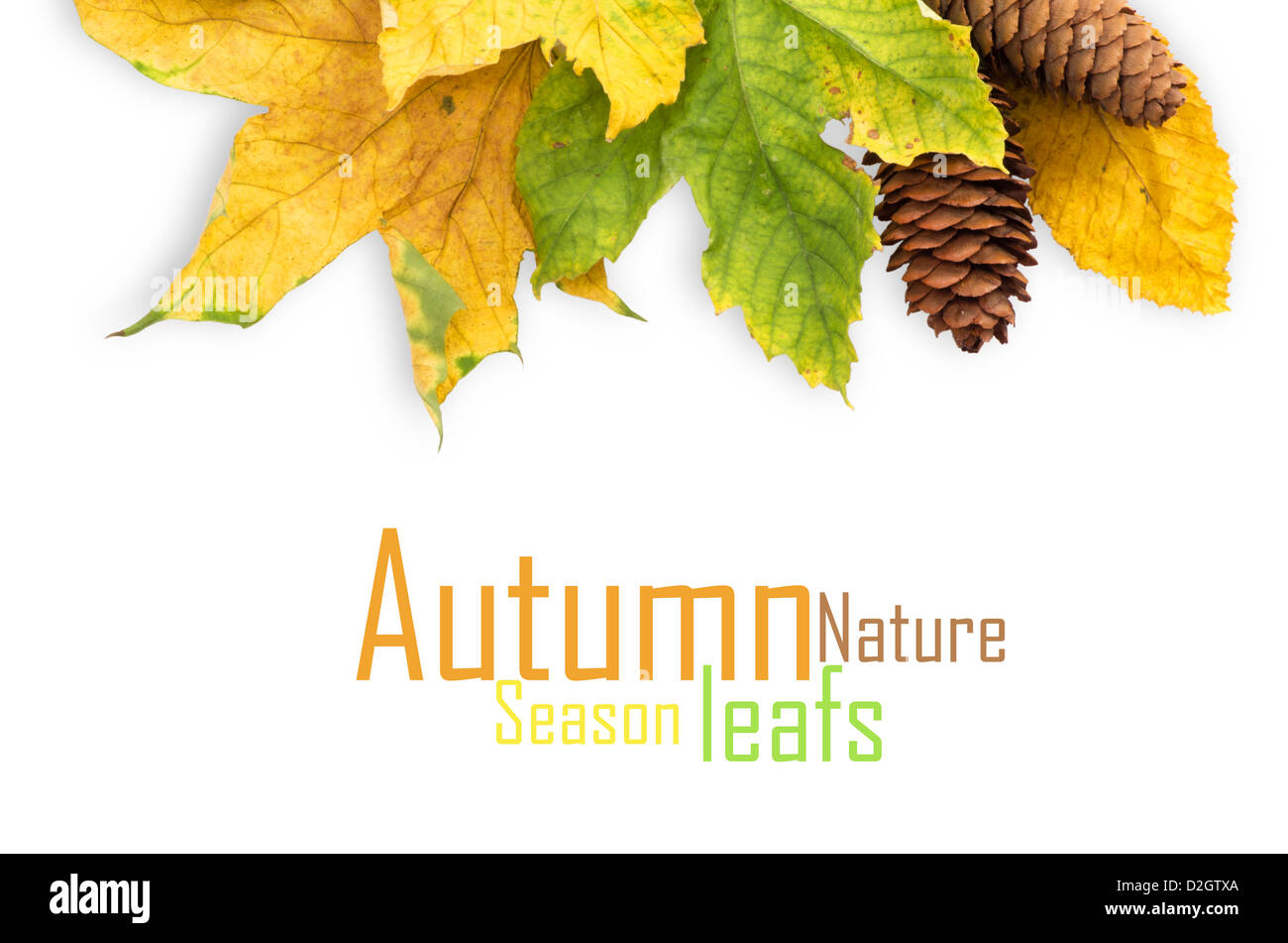 autumn maple leaf isolated on white background Stock Photo - Alamy