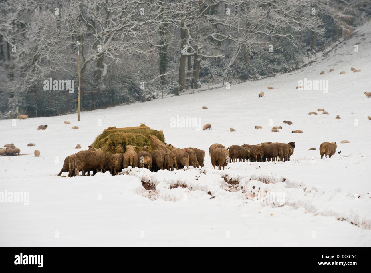 Sheep feeding at silage forage ring on snow covered Herefordshire ...