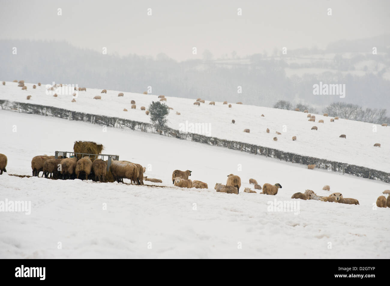 Sheep feeding at silage forage ring on snow covered Herefordshire ...