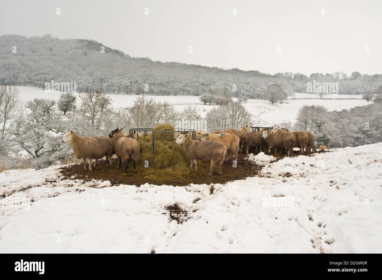 Sheep feeding at silage forage ring on snow covered Herefordshire ...