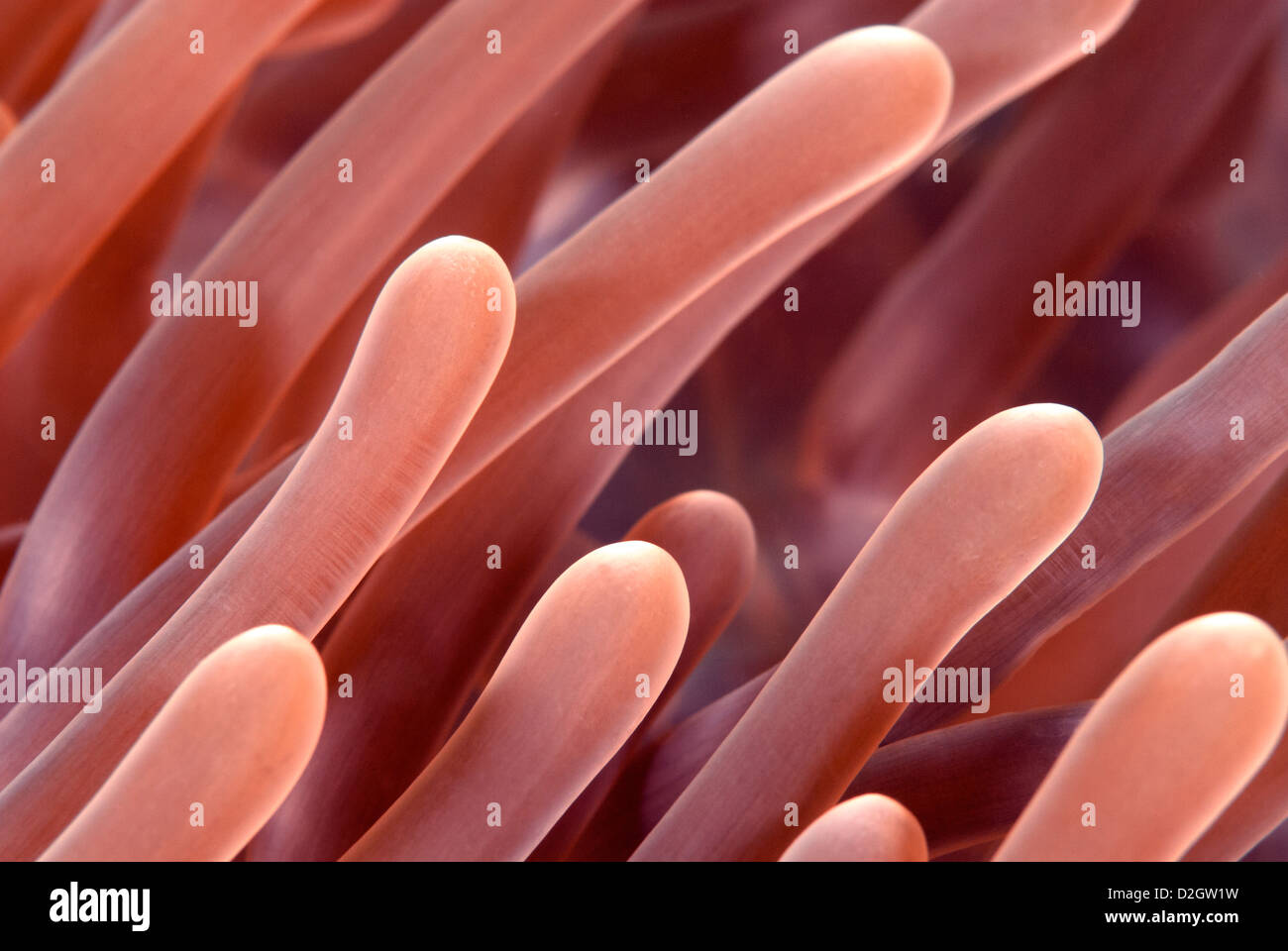 Magnificent Sea Anemone Heteractis magnifica Tentacles Loloata, Central ...