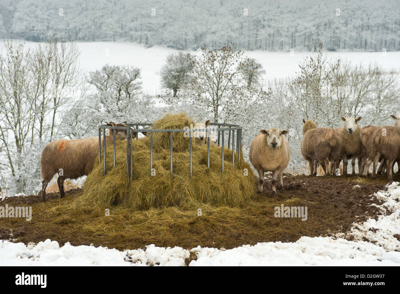 Hillside flocks of sheep hi-res stock photography and images - Alamy