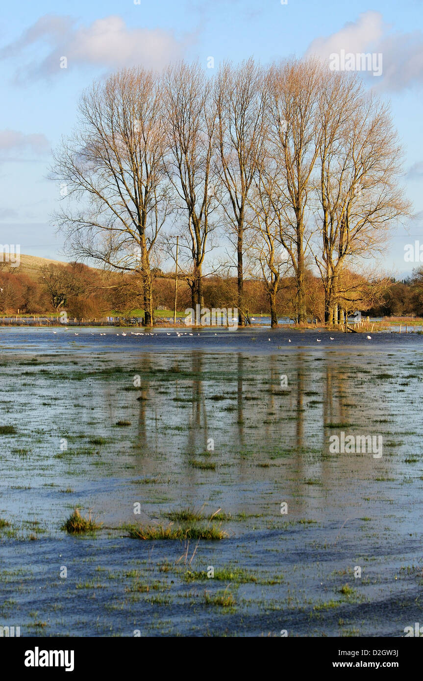 Flooding over the water meadows at Wareham Dorset UK Stock Photo - Alamy