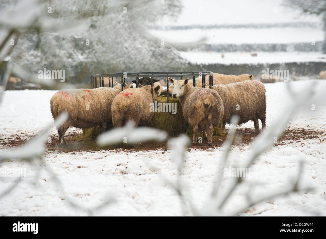 Sheep feeding hi-res stock photography and images - Alamy