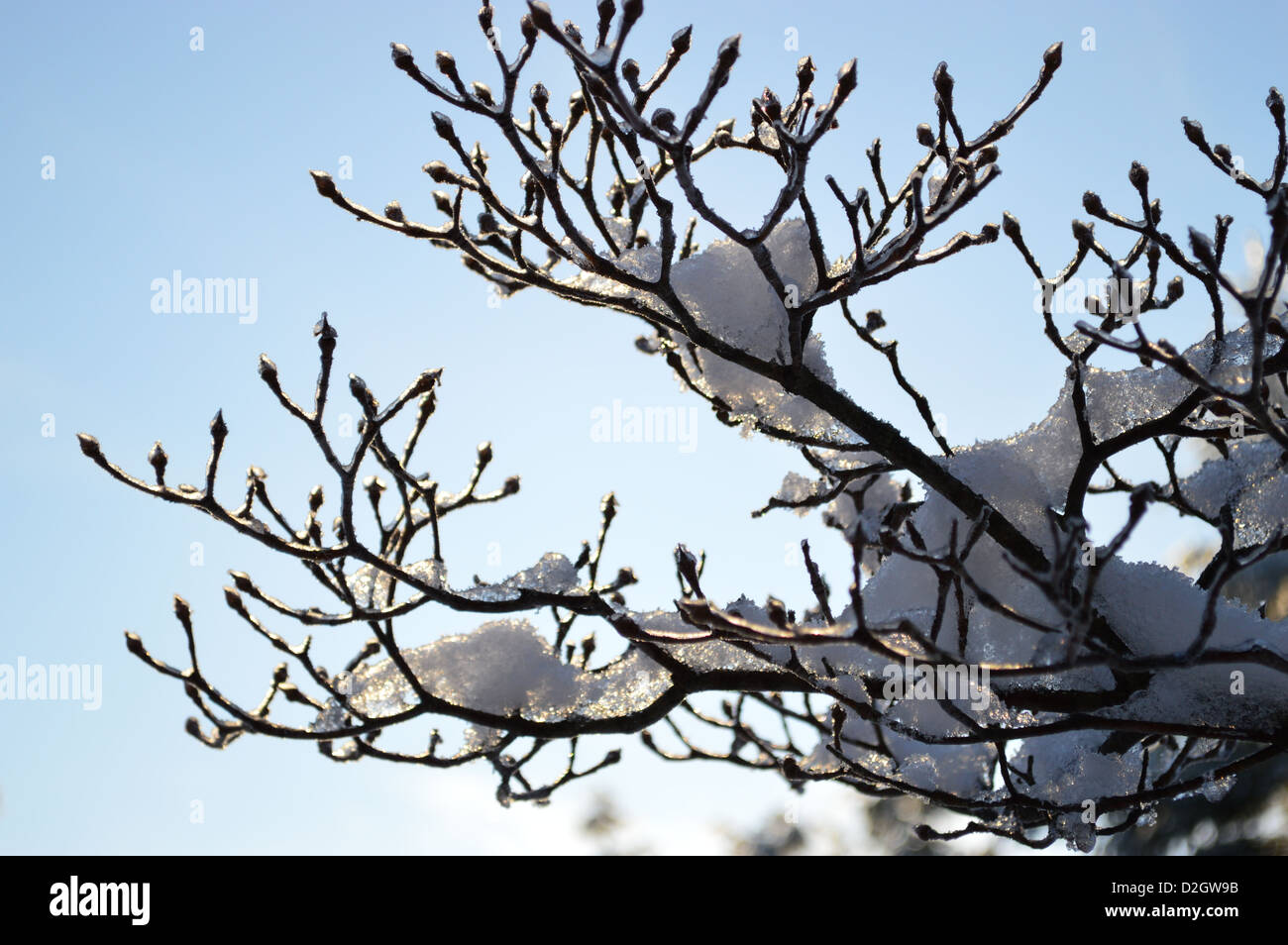 Tree branch covered with snow reaching up to a clear sky Stock Photo ...