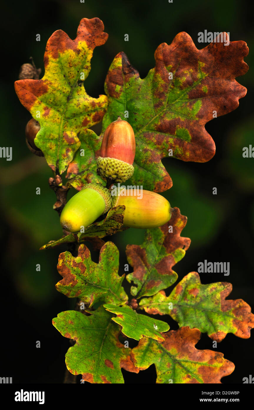 Acorns in uk hi-res stock photography and images - Alamy