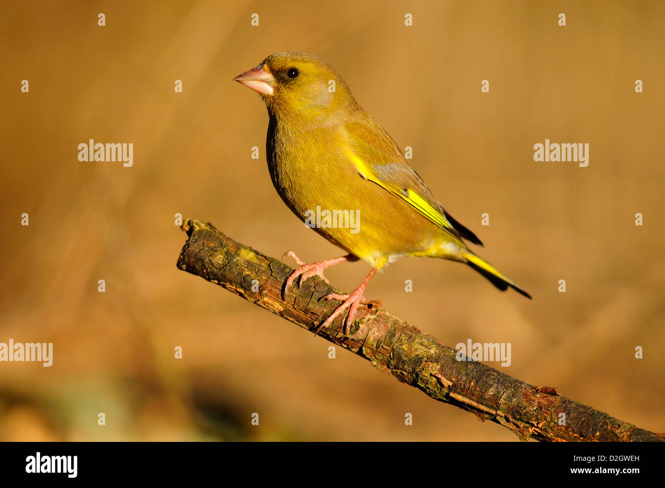 Common greenfinches hi-res stock photography and images - Alamy