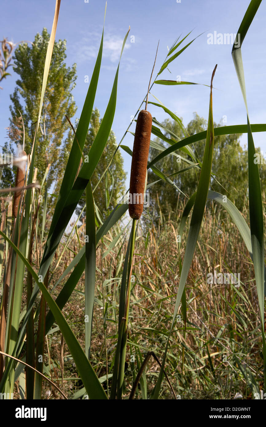 Typha angustifolia hi-res stock photography and images - Alamy