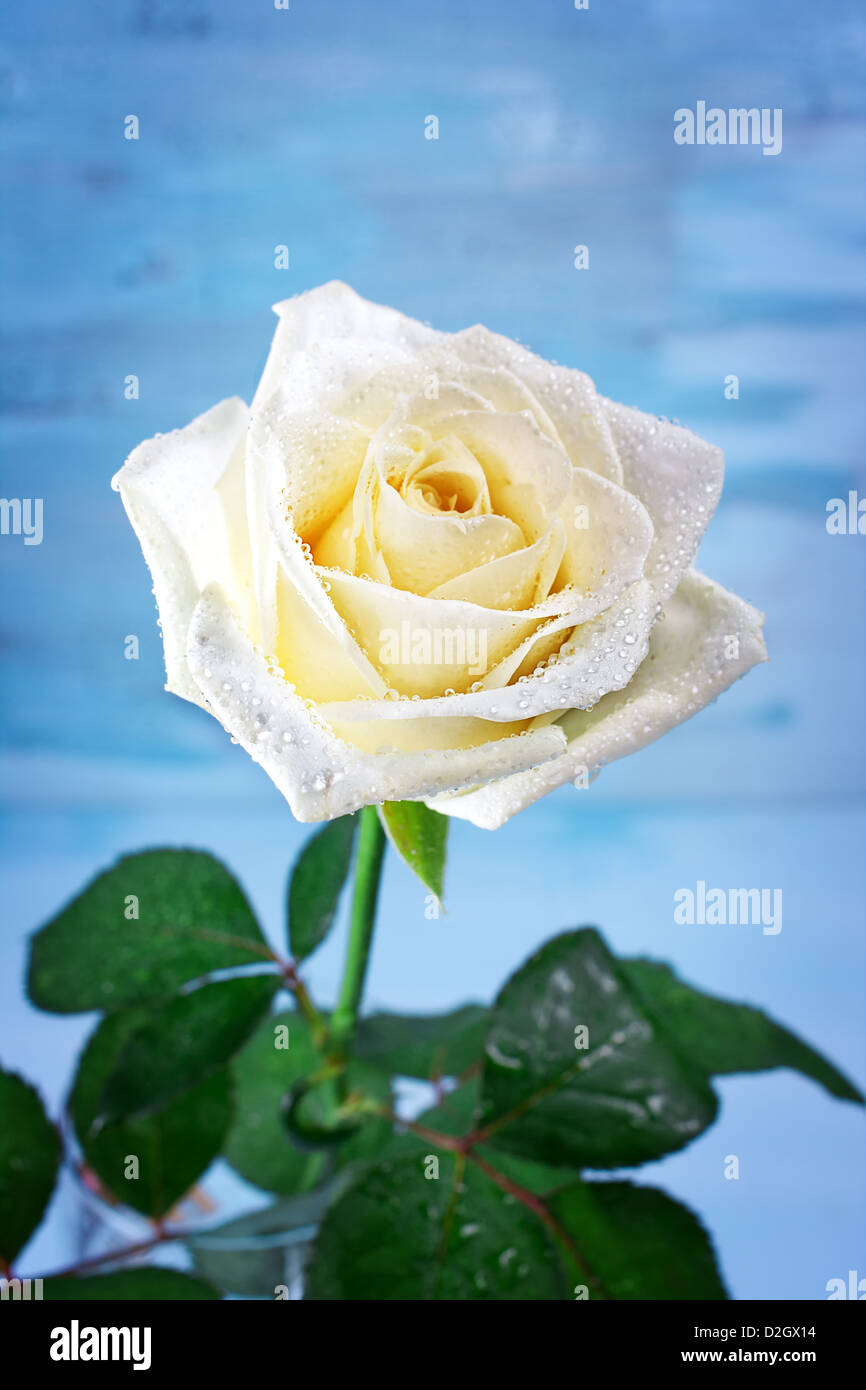 Pure white rose with water drops, flower background Stock Photo - Alamy