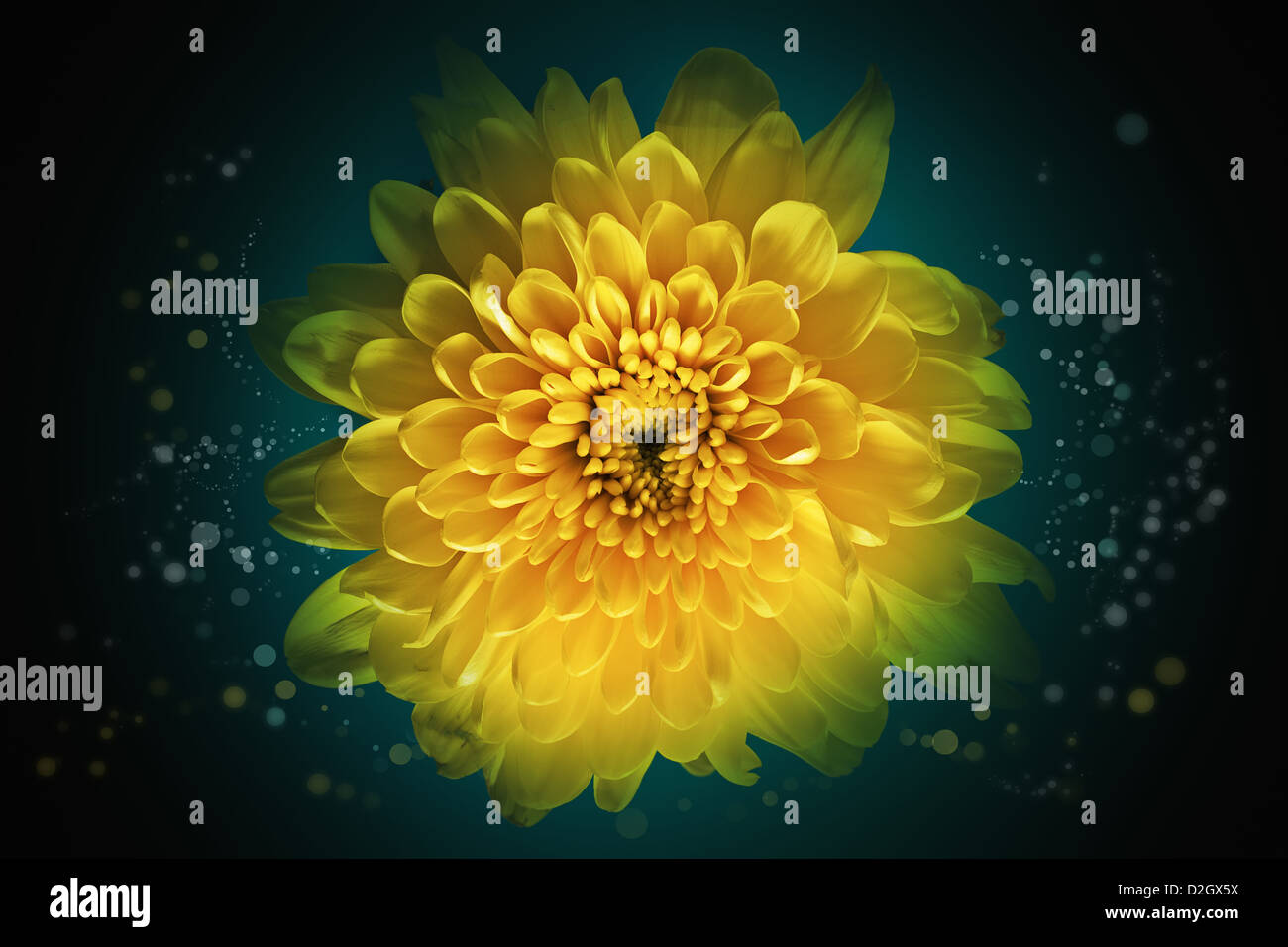 Abstract flower background, over beautiful dark gradient Stock Photo ...