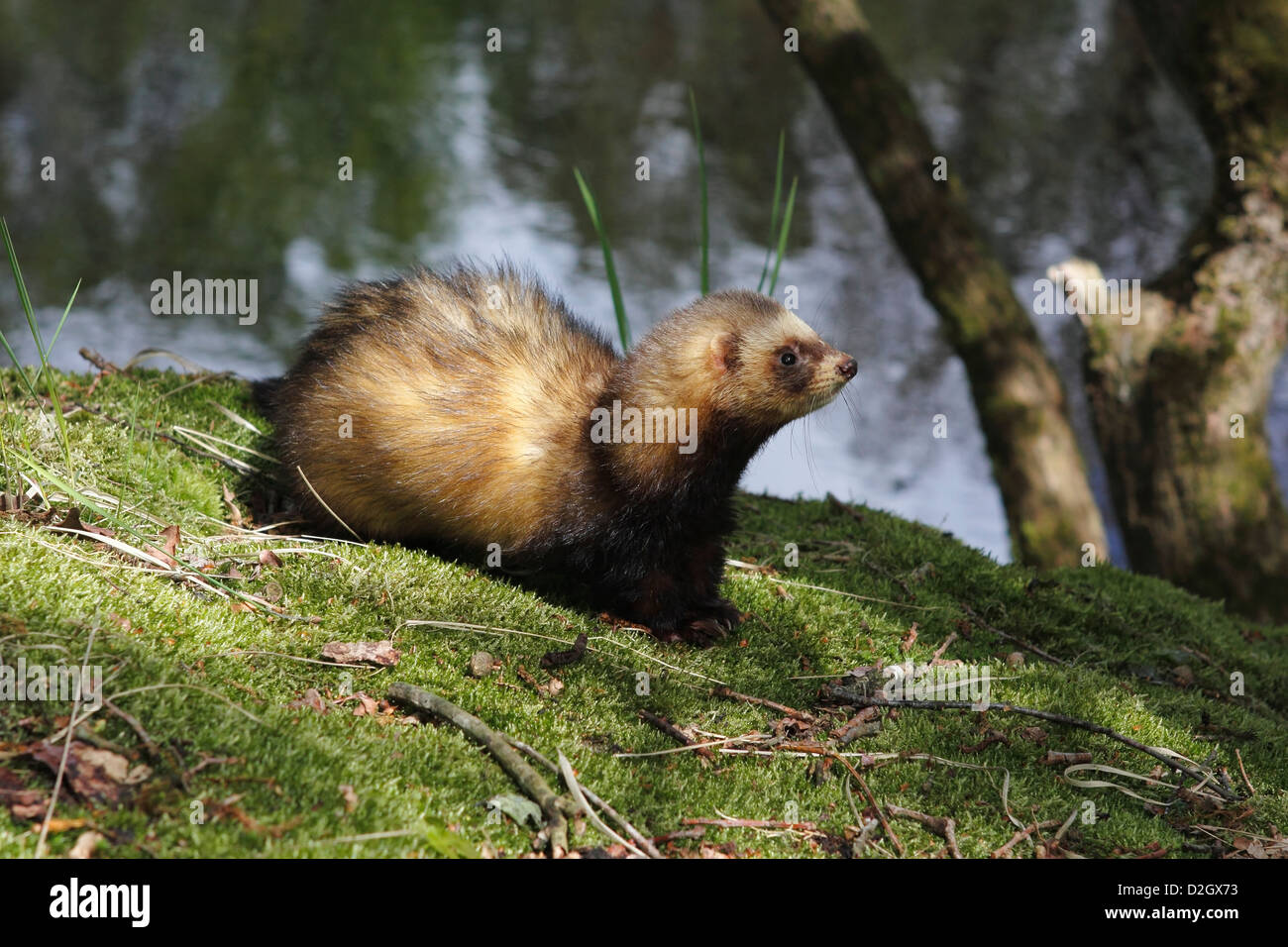 Weasel like hi-res stock photography and images - Alamy