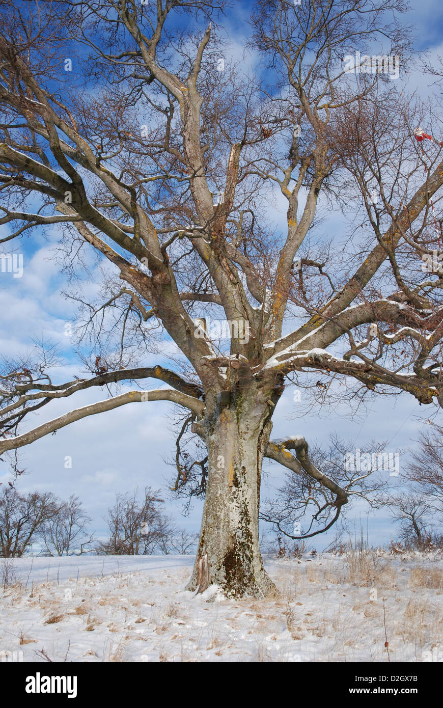 European beech hi-res stock photography and images - Alamy