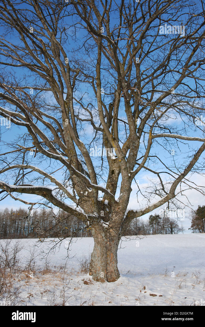 Sycamore tree winter hi-res stock photography and images - Alamy