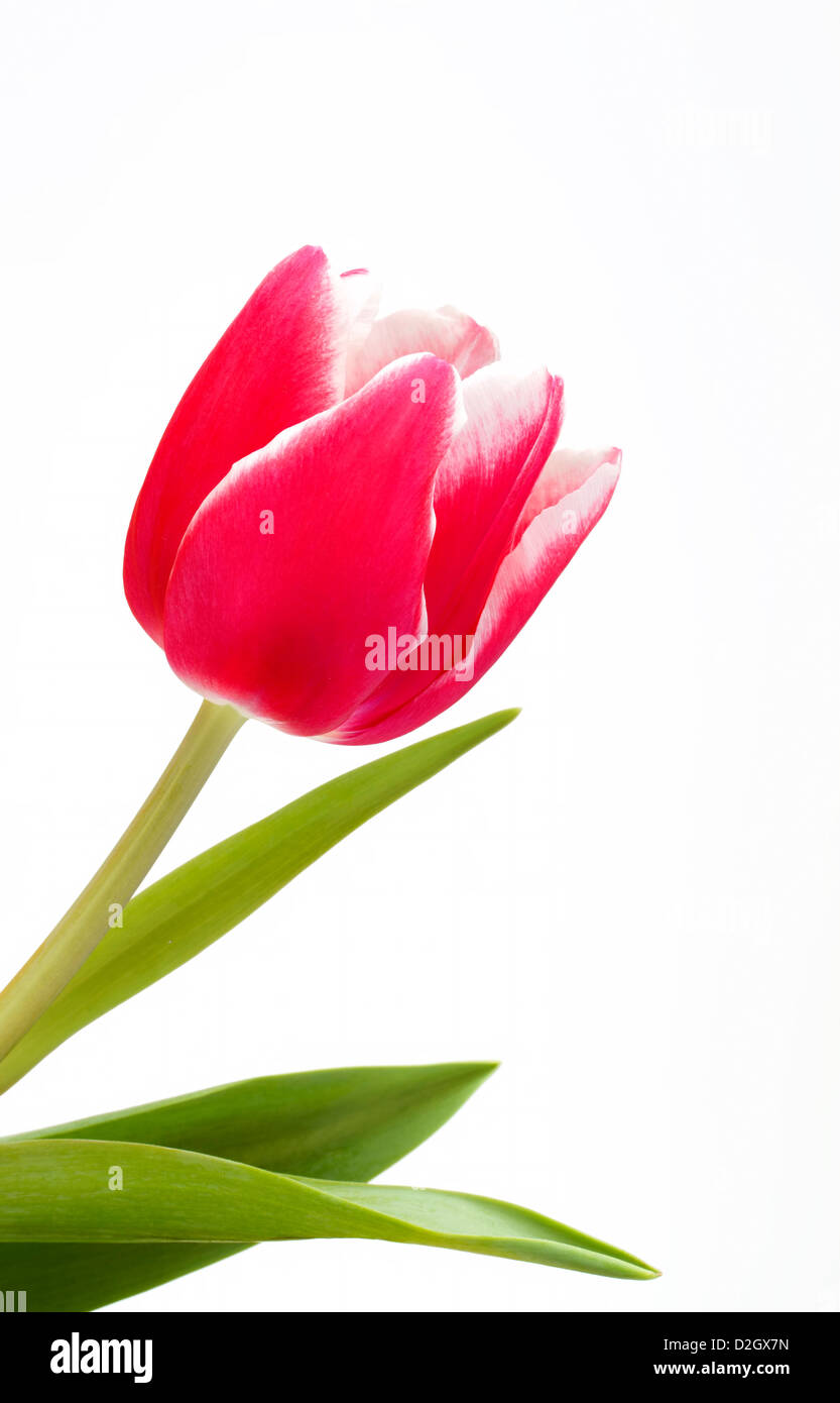 Single pink tulip on white background Stock Photo - Alamy