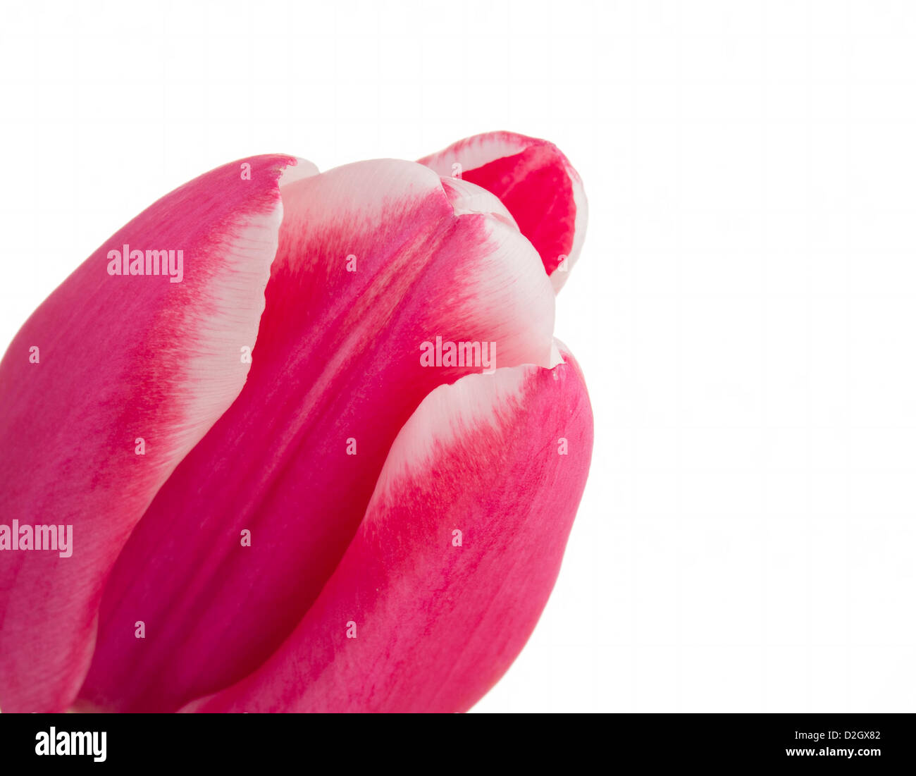 Image of pink tulip hi-res stock photography and images - Alamy