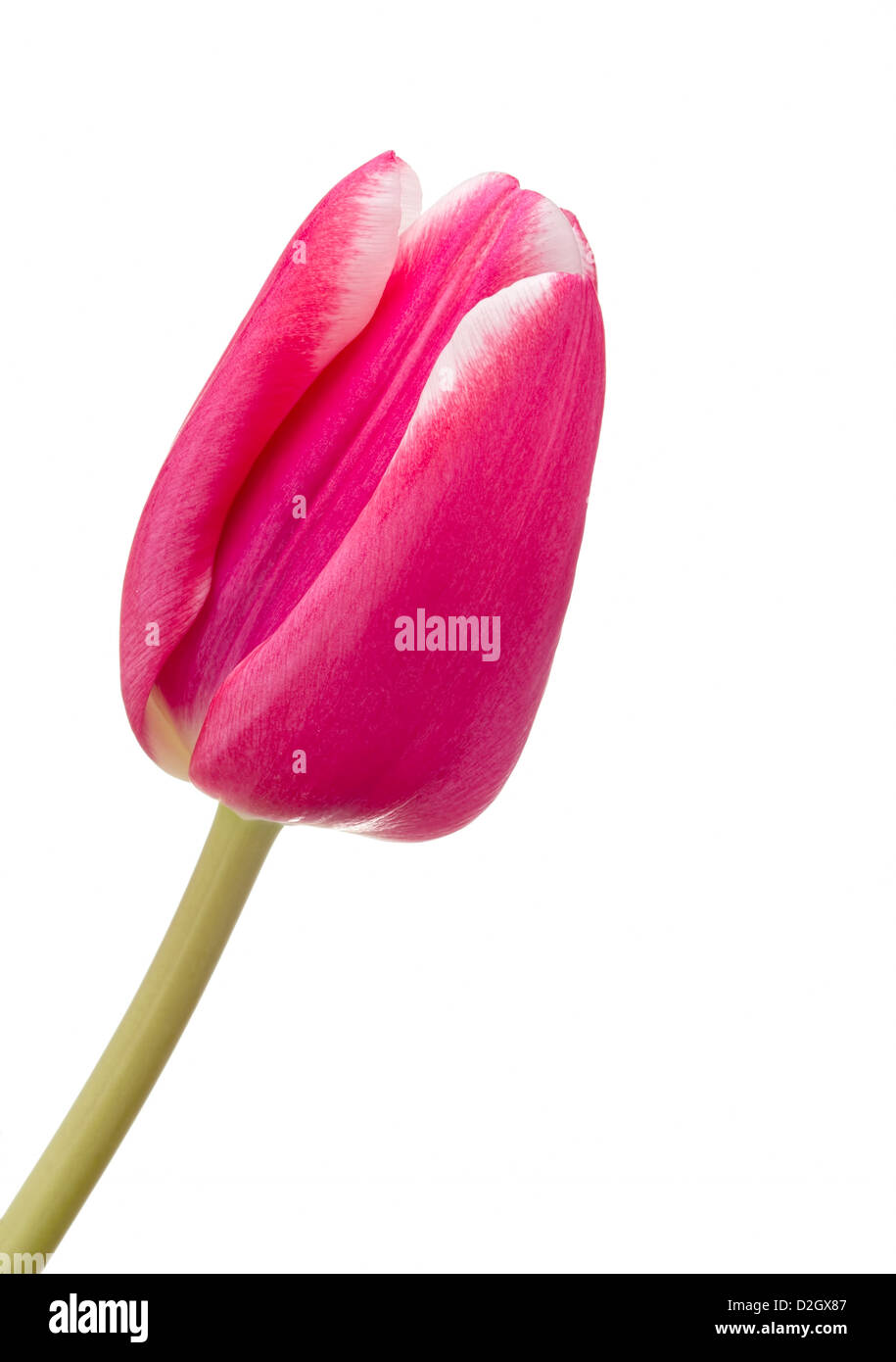 One pink tulip on a white background Stock Photo - Alamy