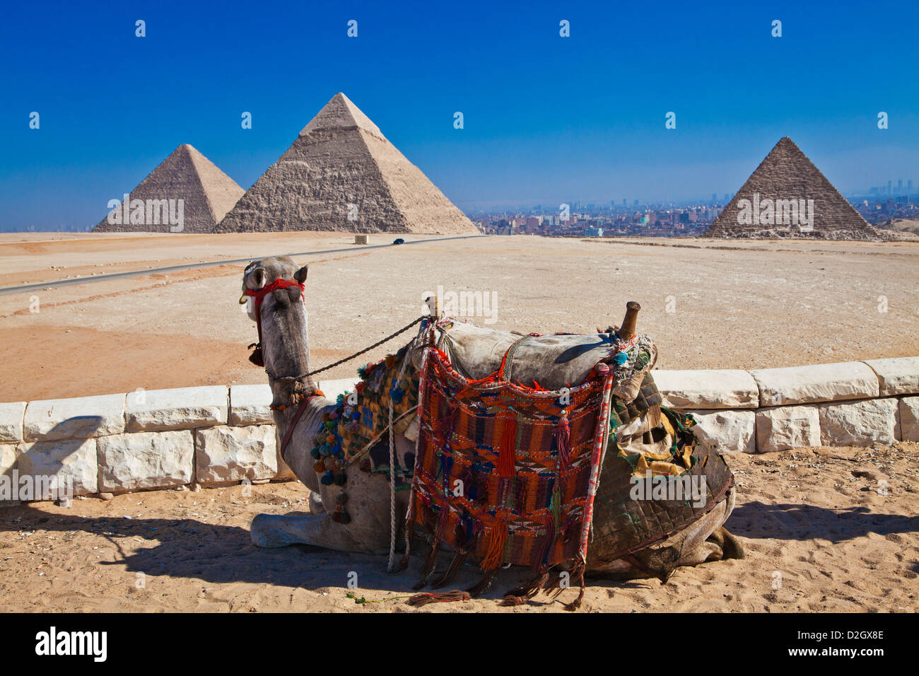 A tourist camel looks towards the three Great Pyramids of the Giza ...