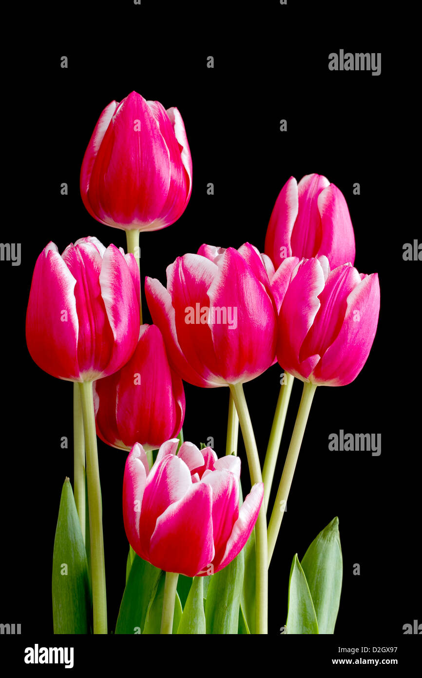 Tulip bunch hi-res stock photography and images - Alamy