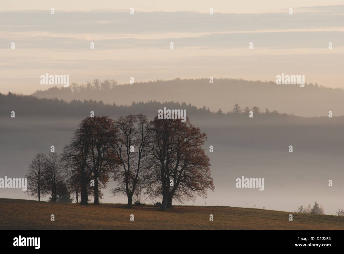 tree group, Morning amongst Salmendingen in the Swabian Alb, Trees in ...