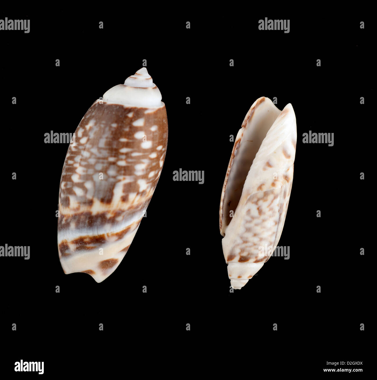 Olive shell hi-res stock photography and images - Alamy