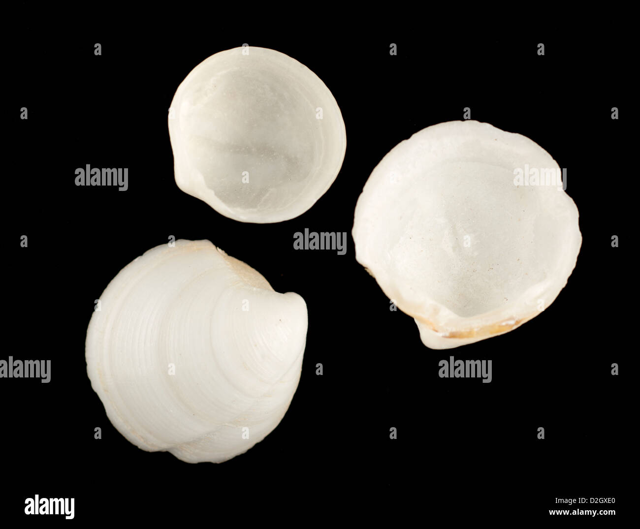 Veneridae hi-res stock photography and images - Alamy