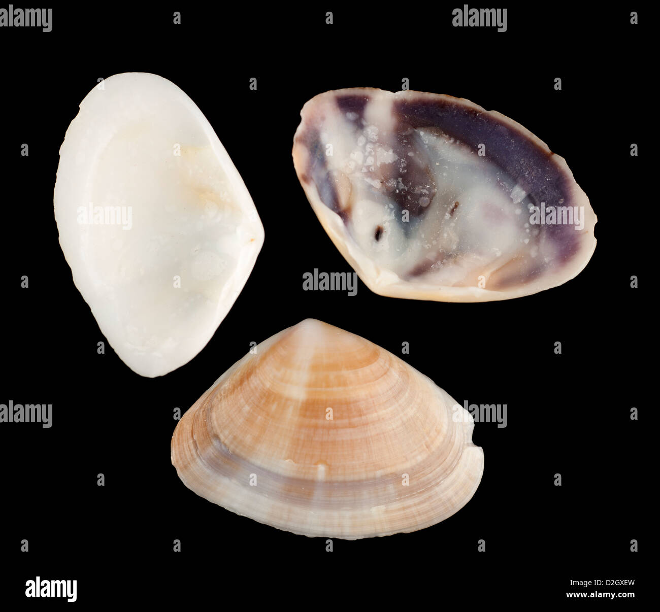 Donax hi-res stock photography and images - Alamy