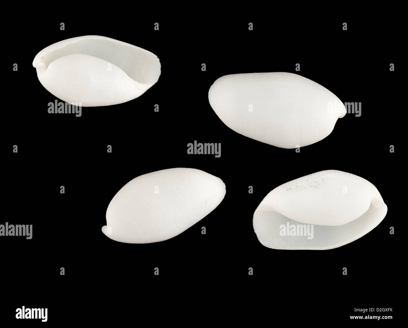 White bubble shells Haminoea Zelandiae Haminoeidae Stock Photo - Alamy