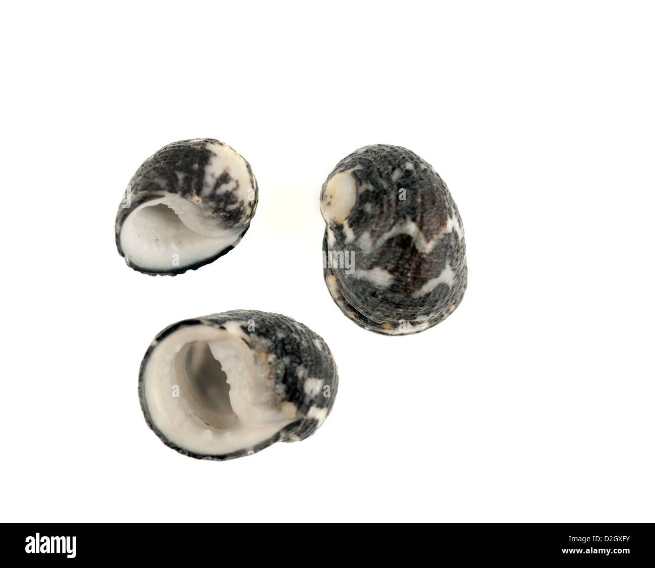 Black and white Nerite shells Neritidae Stock Photo - Alamy