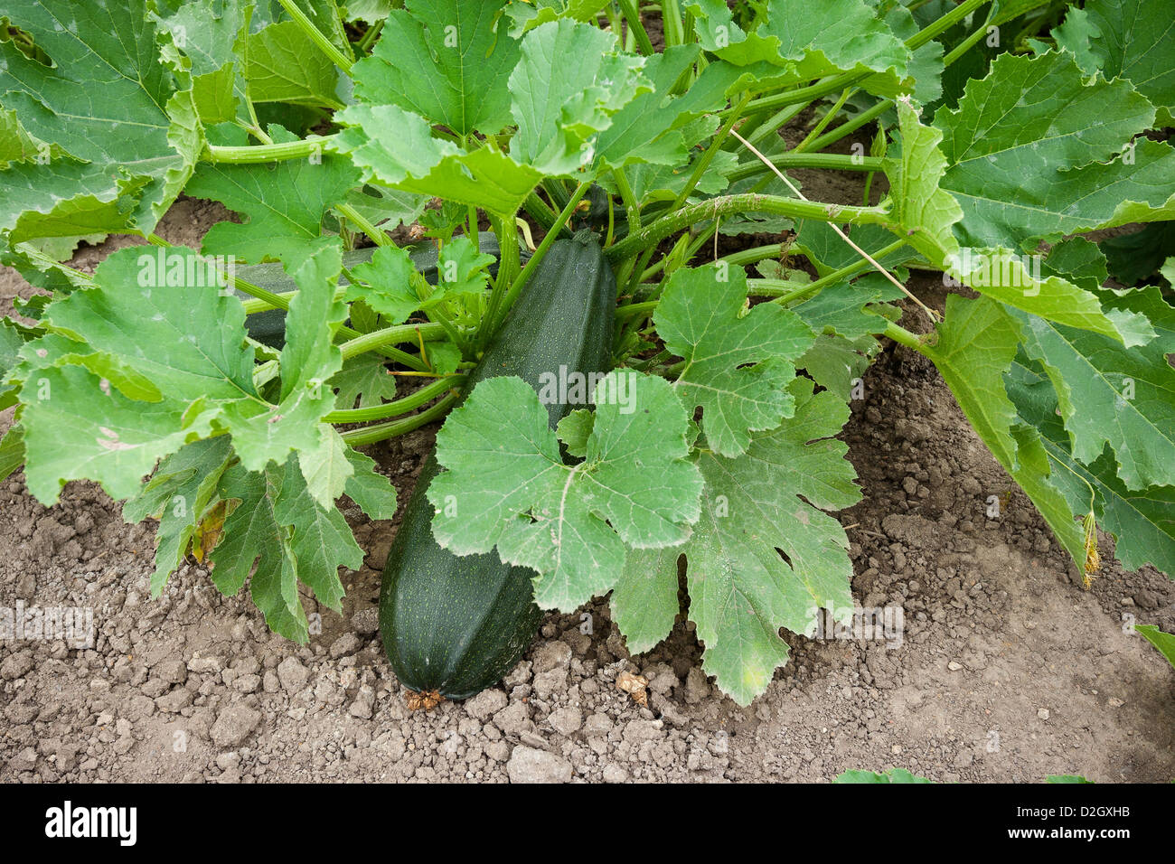 Marrow plant hi-res stock photography and images - Alamy