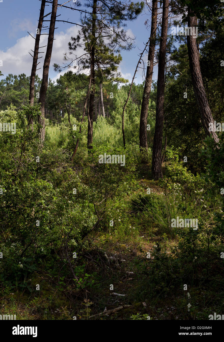 The weald forest hi-res stock photography and images - Alamy