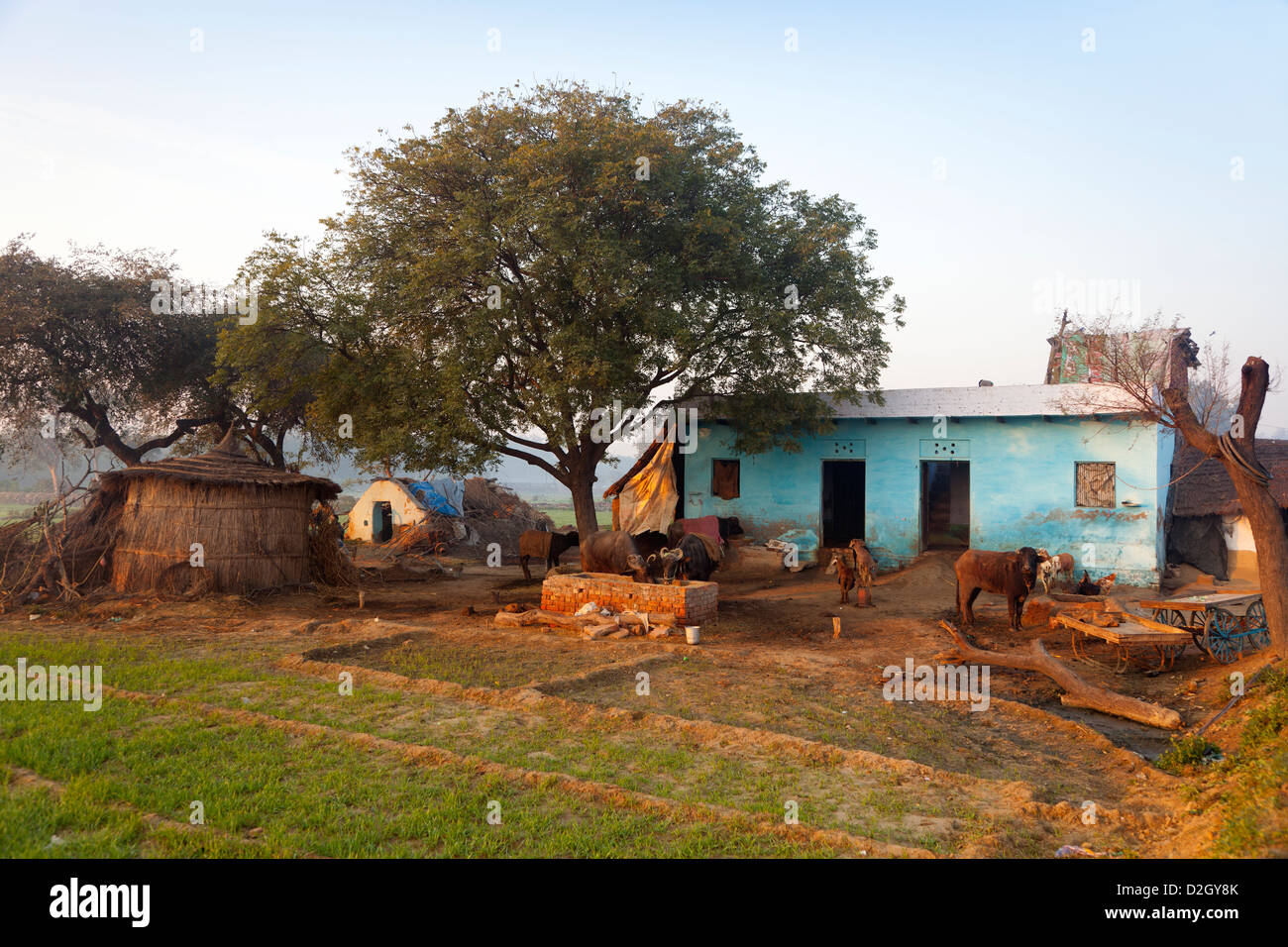 India, Uttar Pradesh, Agra, farm scene in early morning light Stock ...
