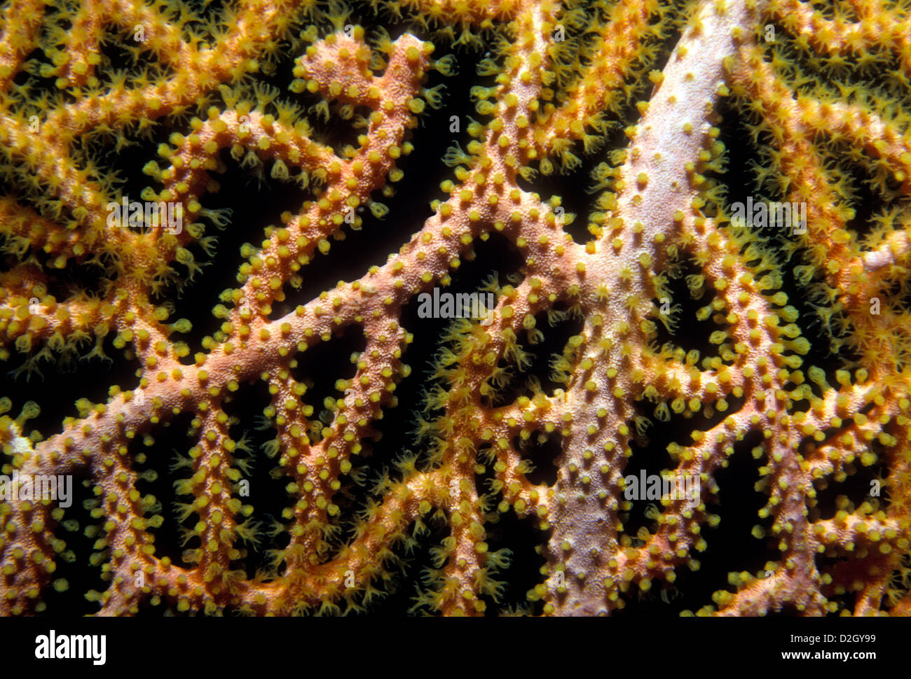 Gorgonian sea fan, sea fan, sea fans, sea whip, sea whips, coral reef ...