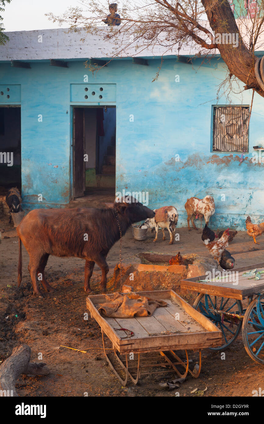 Indian farm animals hi-res stock photography and images - Alamy